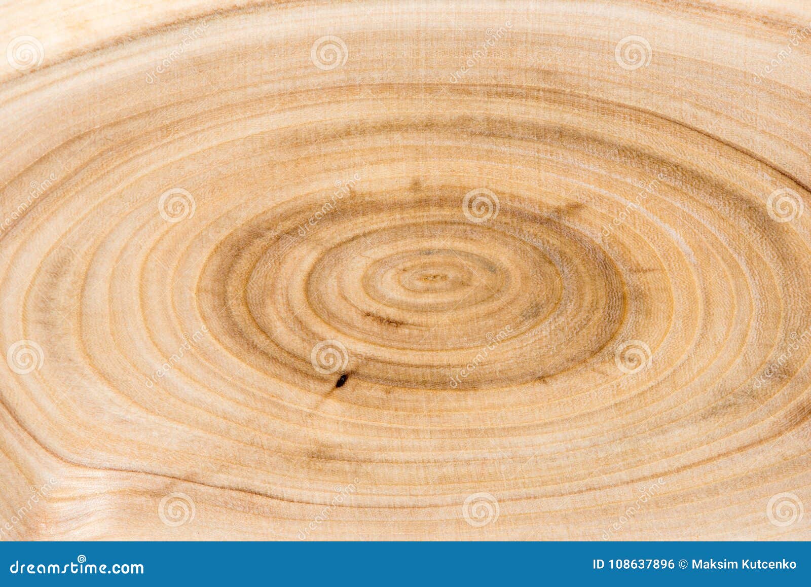 Slices of wood stock photo. Image of rings, resolution - 108637896
