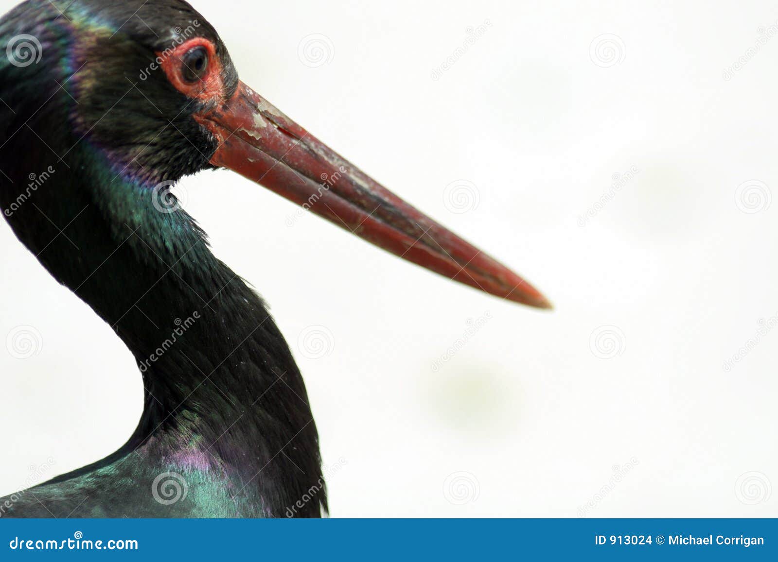Slick Black Bird stock photo. Image of nature, bird, black - 913024