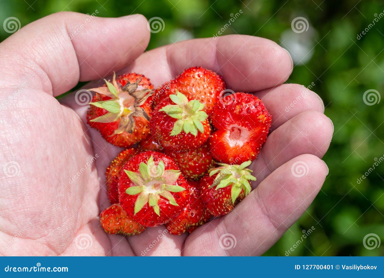Slide Garden Strawberries in the Palm of Your Hand. Picking ...