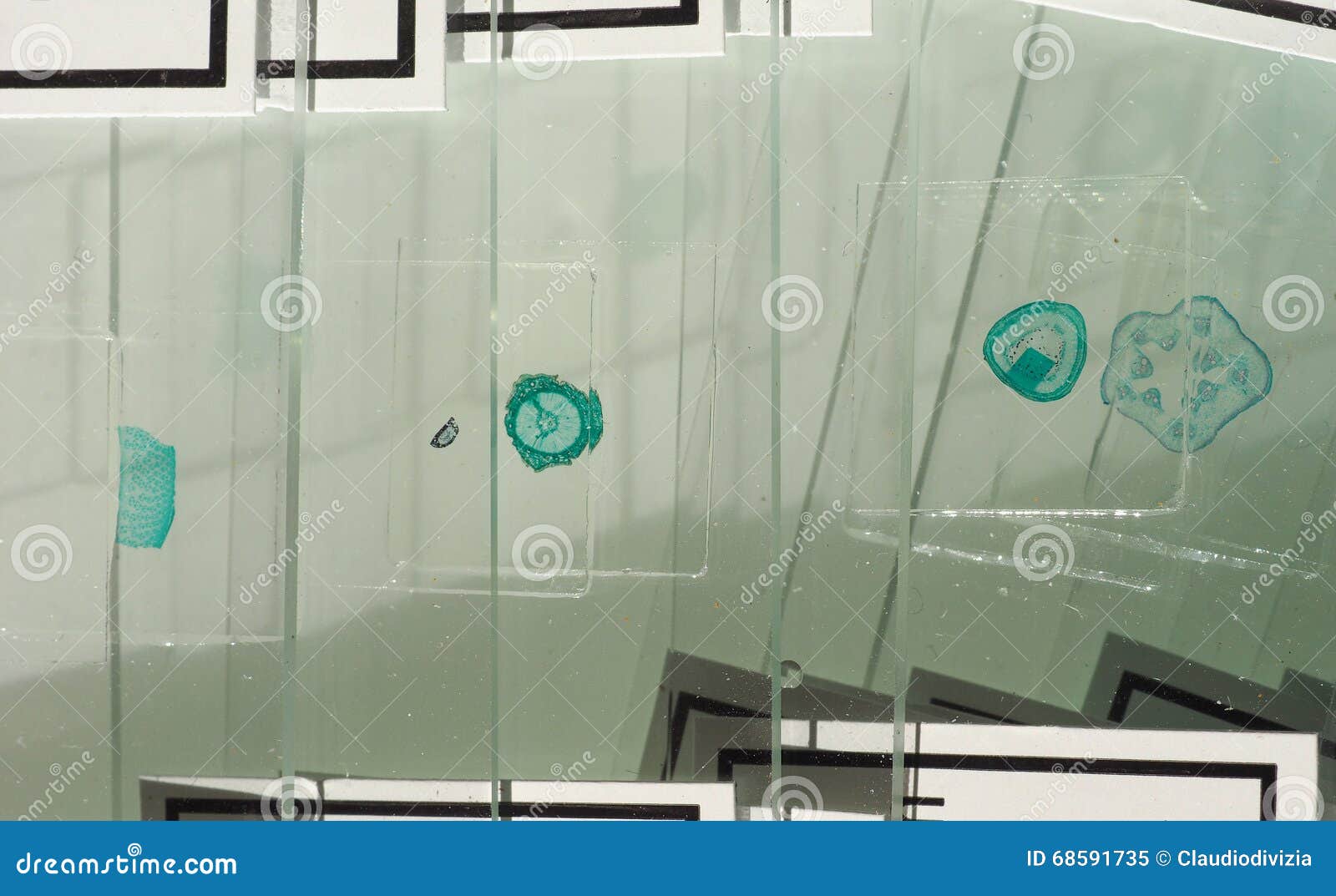 Slide for Optical Microscope Stock Image - Image of experiment, science ...