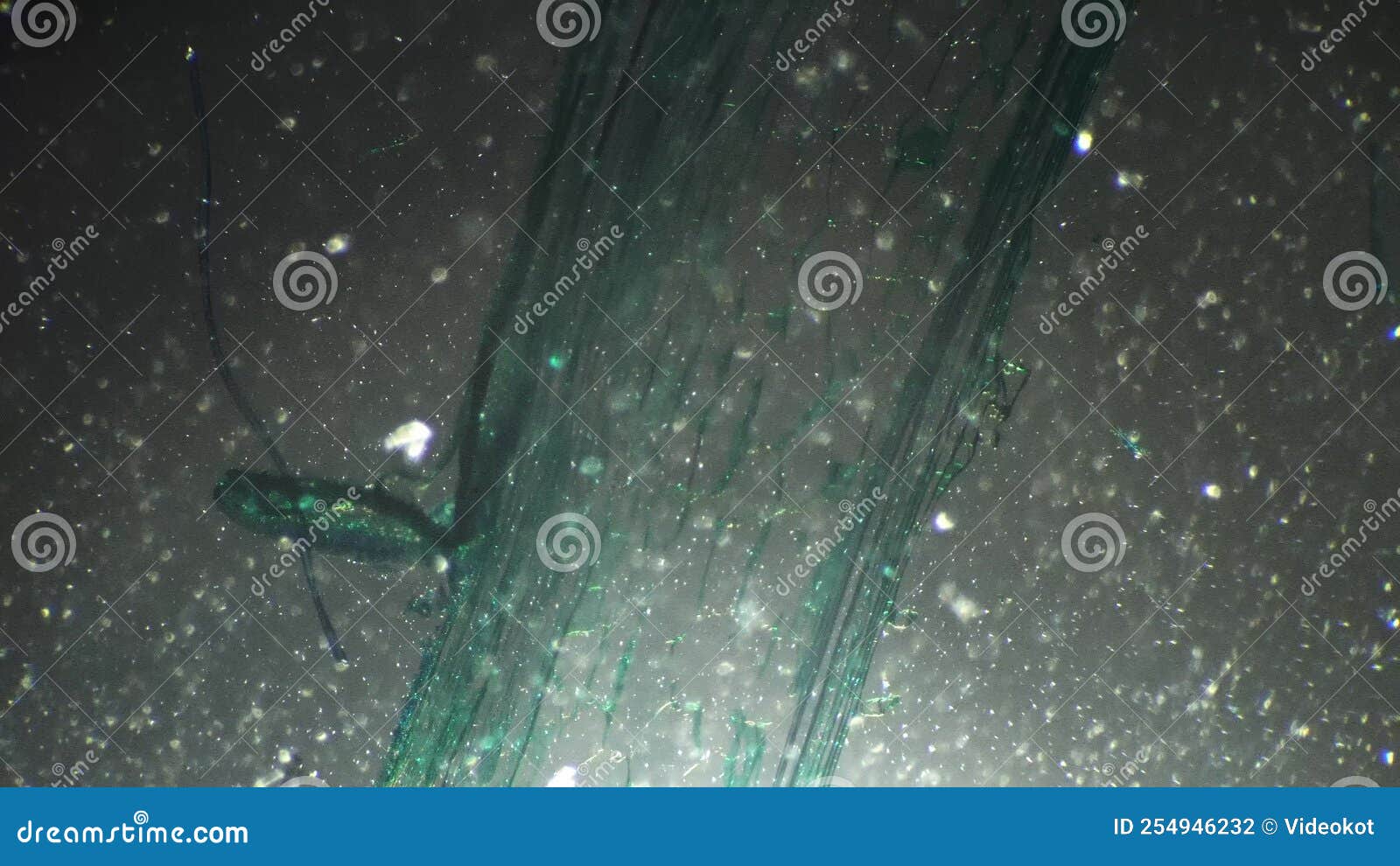 Slide of Stem of Cucurbita Moschata Under Microscope Magnified in 40 ...