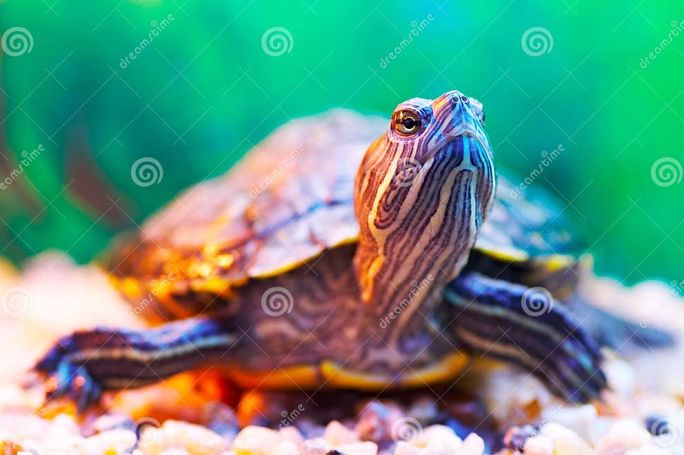 Slider turtle stock photo. Image of eared, biology, green - 10921492
