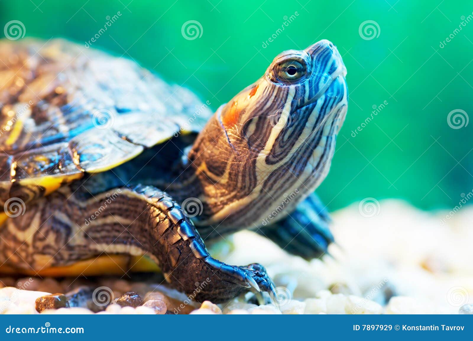 Slider turtle stock image. Image of animals, landscape - 7897929