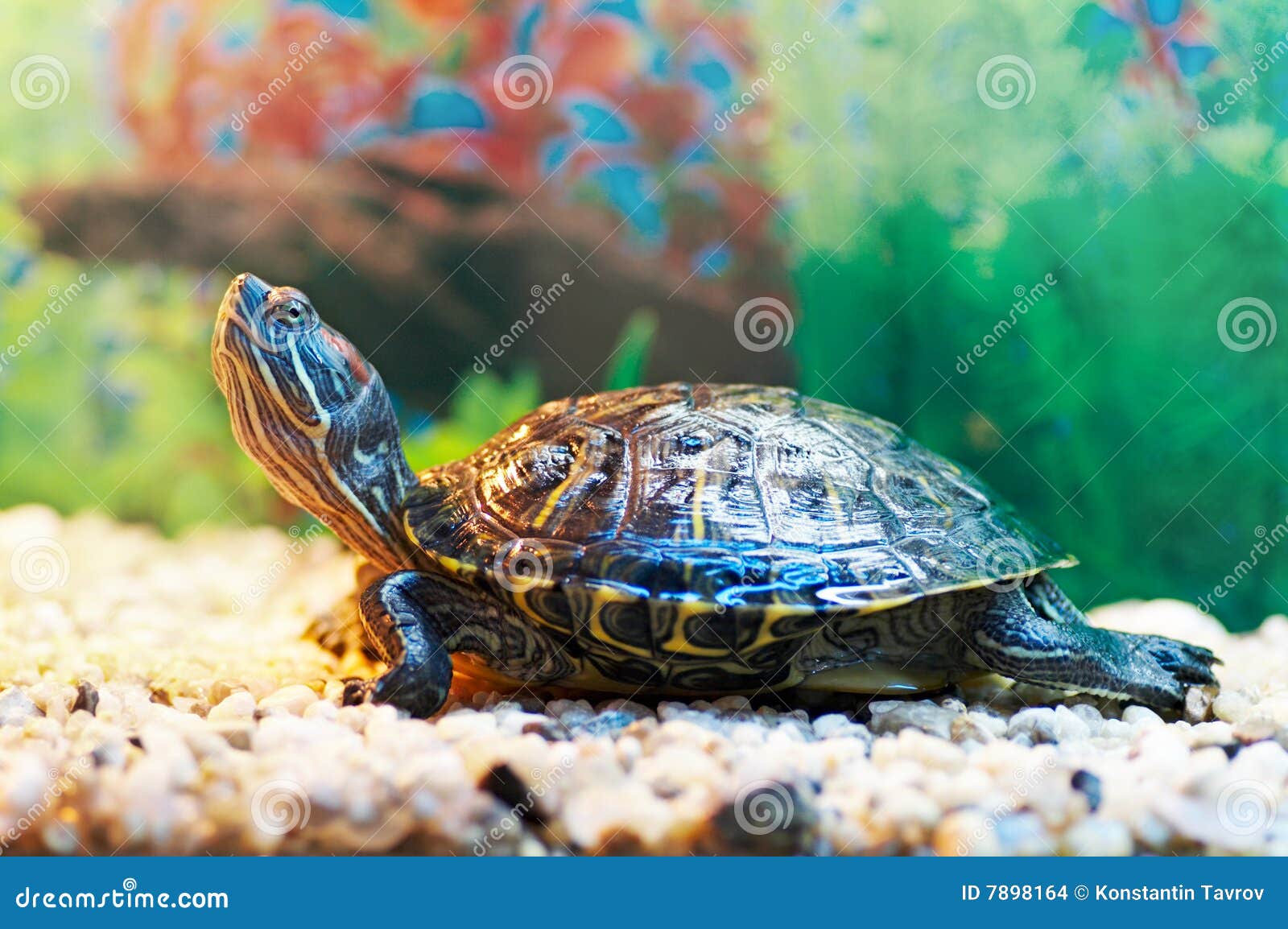 Slider turtle stock photo. Image of nature, gaze, lazy - 7898164