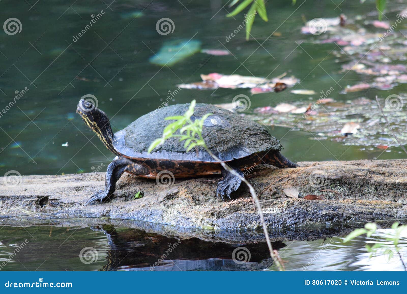 Slider Turtle Log Silver River Silver Springs Florida Stock Photo ...