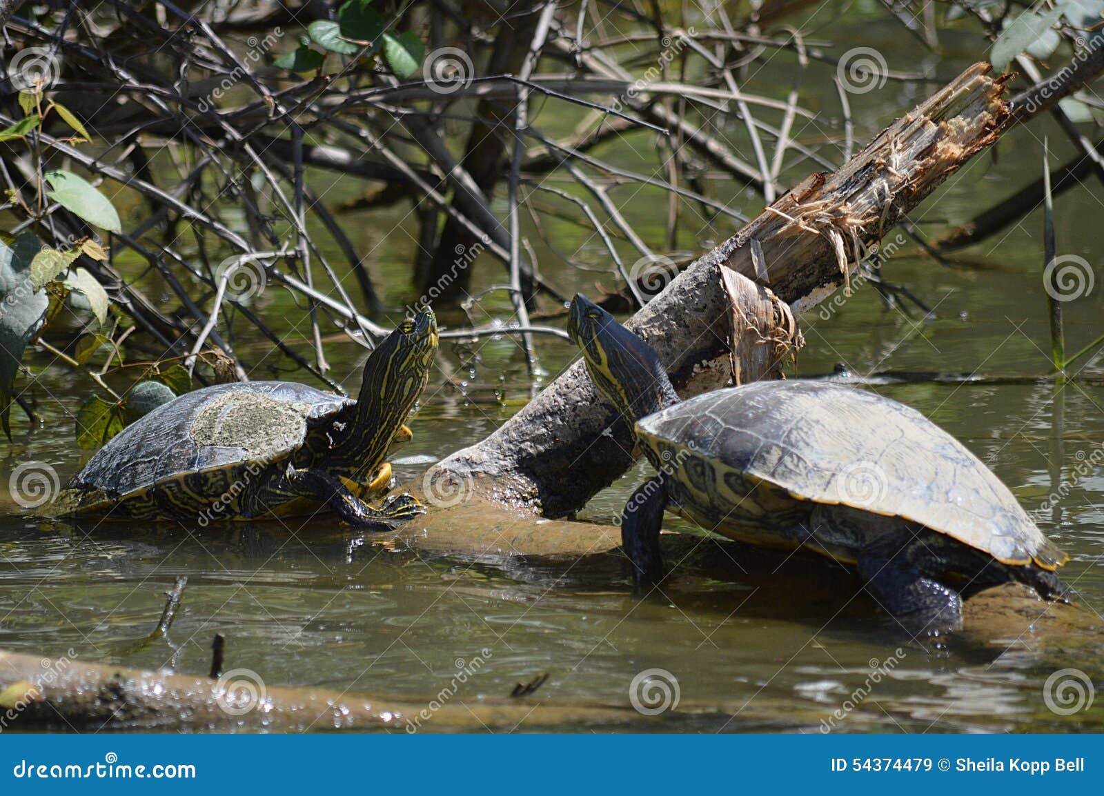 Slider Turtles Sunning on a Large Branch Stock Image - Image of slider ...