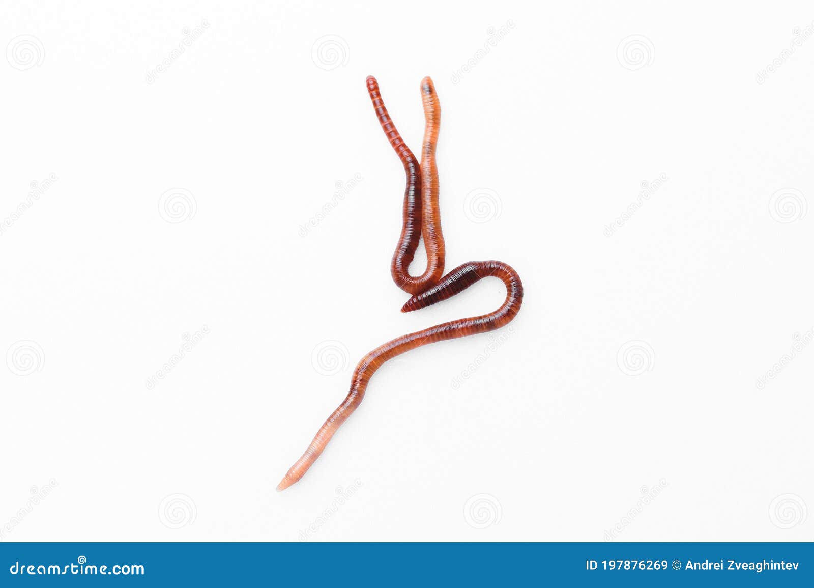 Sliding rainworms on white stock image. Image of brown - 197876269