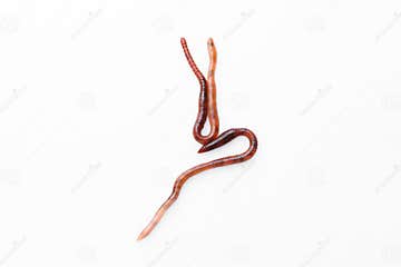 Sliding rainworms on white stock image. Image of brown - 197876269