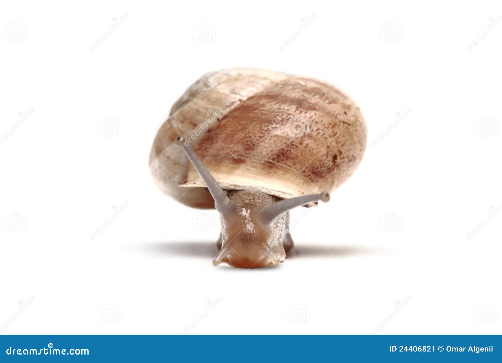 Sliding Slug Front Close-up View Stock Image - Image of concept, nature ...