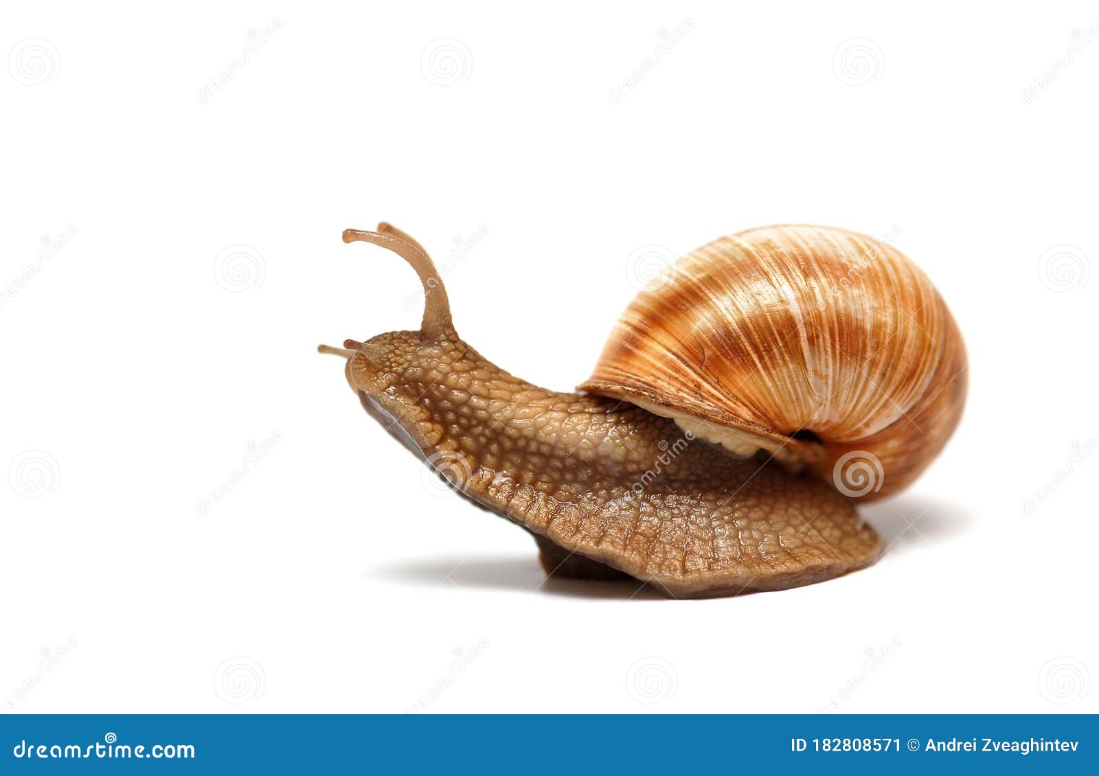 Sliding snail on white stock image. Image of little - 182808571