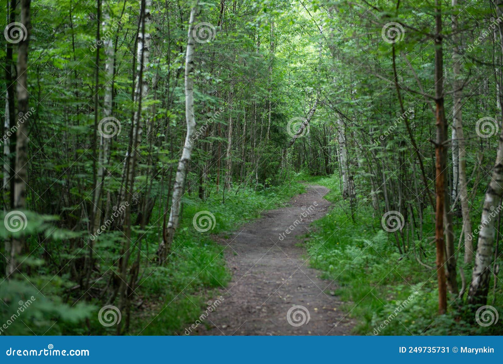 Slight Blur Trail in the Birch and Coniferous Forest Stock Image ...