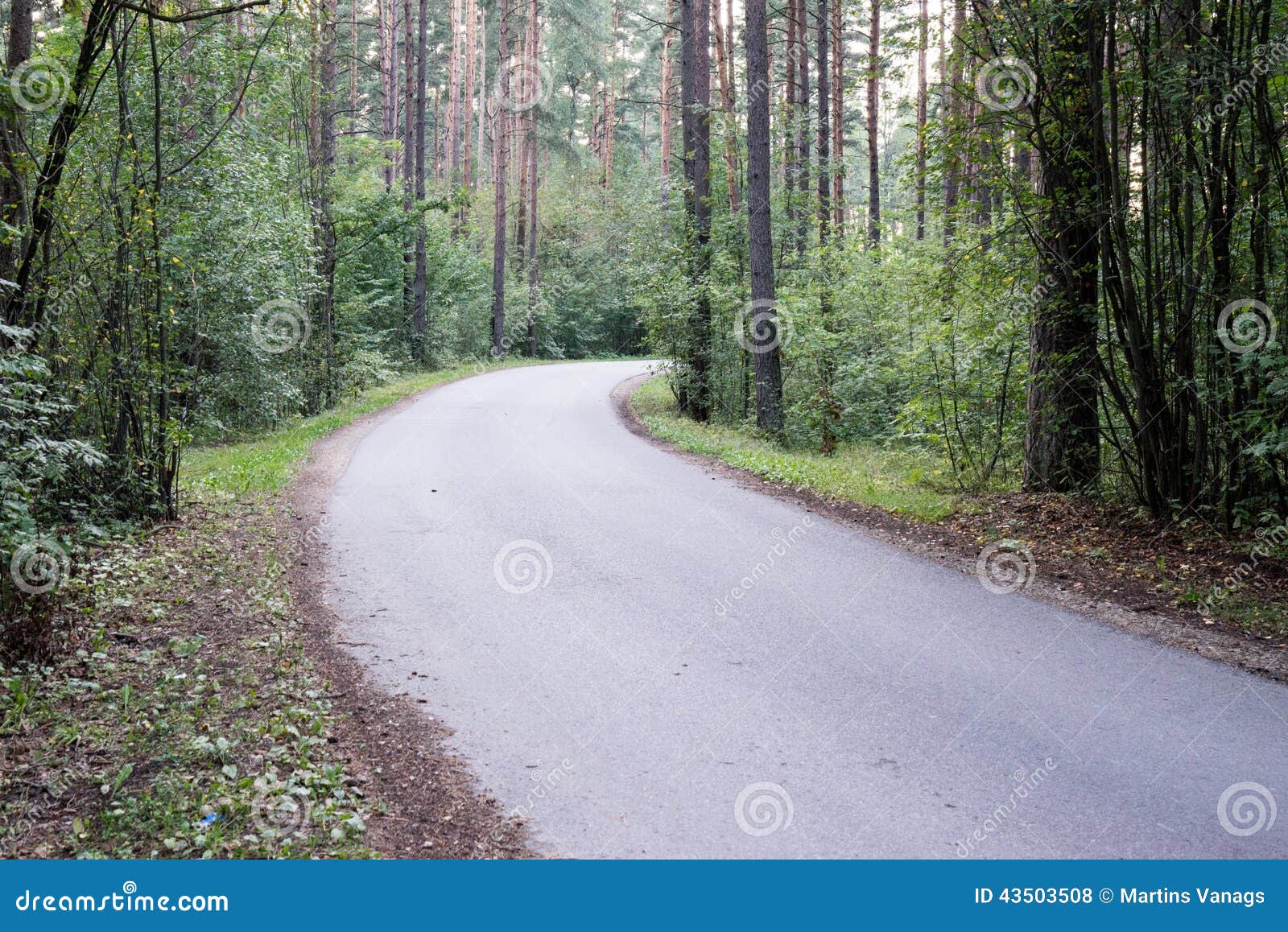 Slightly Lit Road in the Forest Stock Photo - Image of summer, rays ...