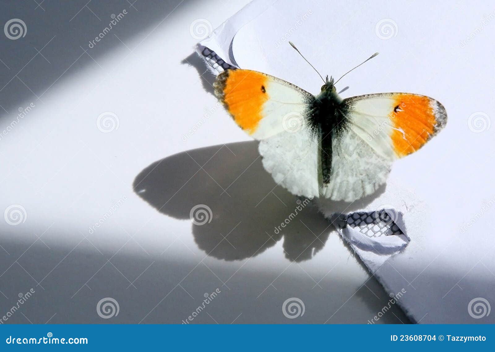 Slightly torn stock photo. Image of open, paper, ripped - 23608704