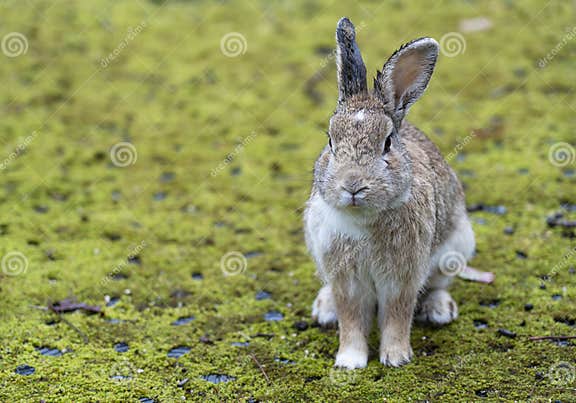 A Slightly Wet Rabbit on Green Moss Stock Image - Image of wildlife ...
