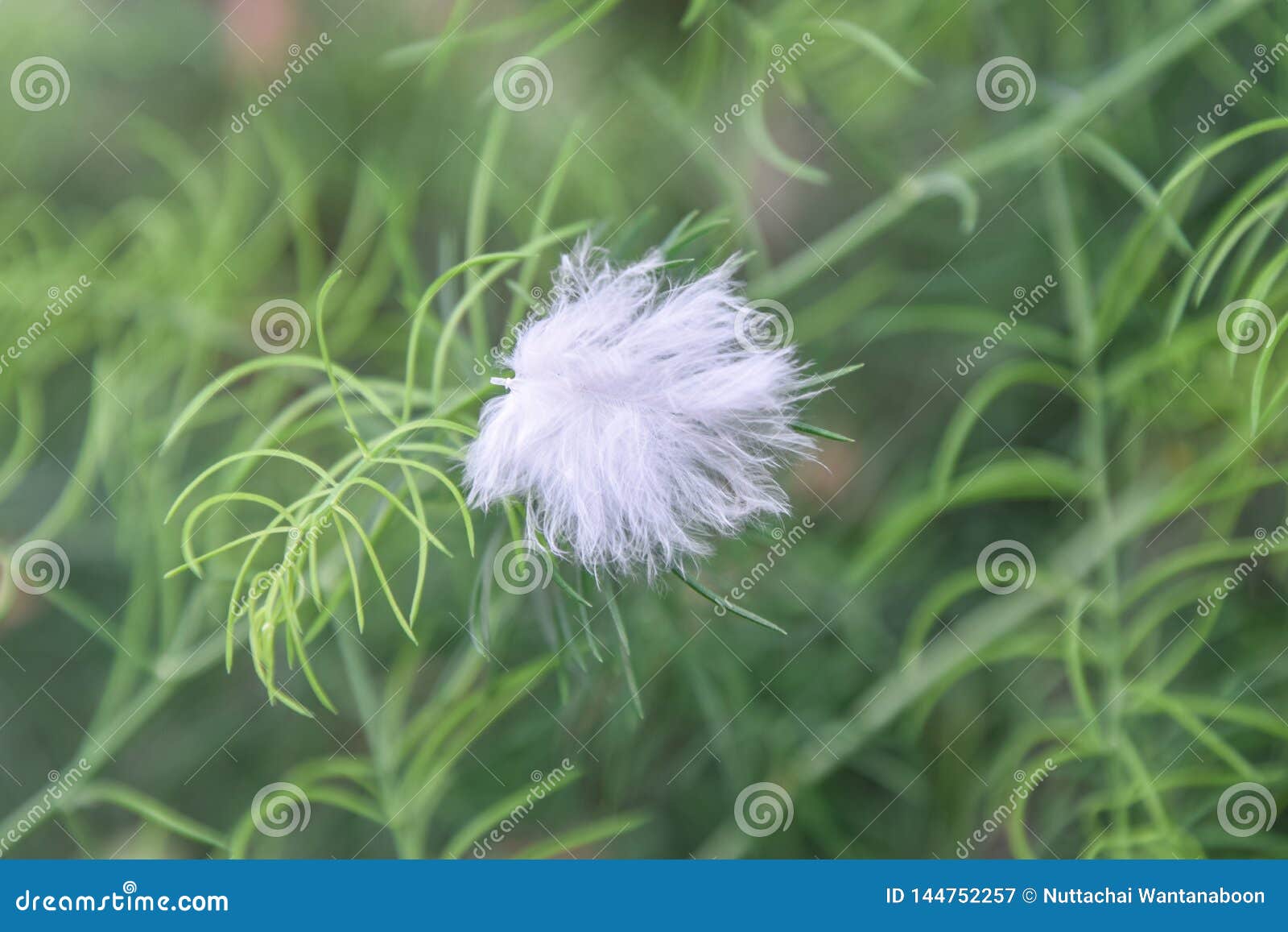 Slightly White Feathered Bird Isolated on Green Tree, Blur Green Nature ...
