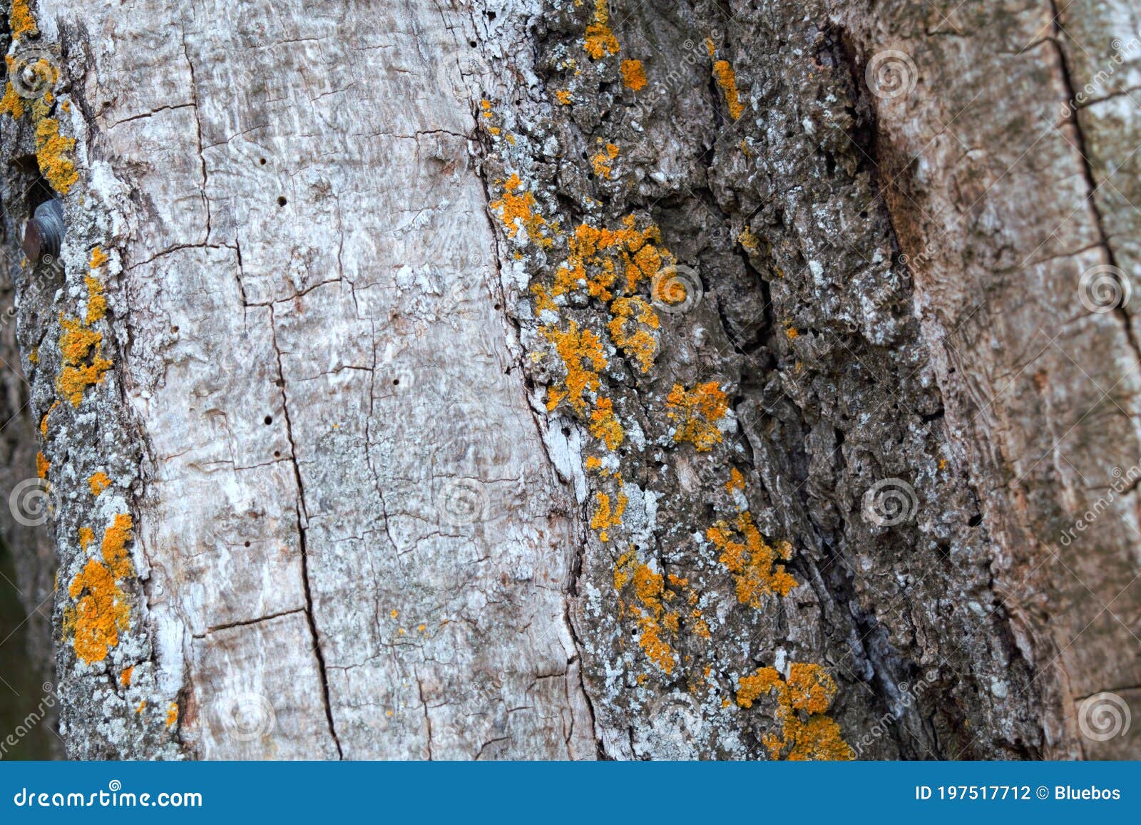 Slightly Worn Tree Bark with Yellow Elements Growing on it Stock Photo ...