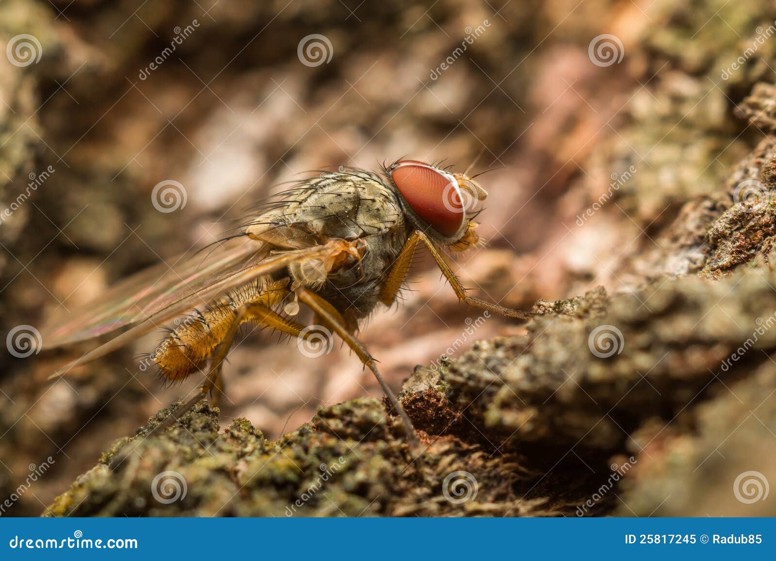 Slim Body Fly stock image. Image of focus, germ, compound - 25817245