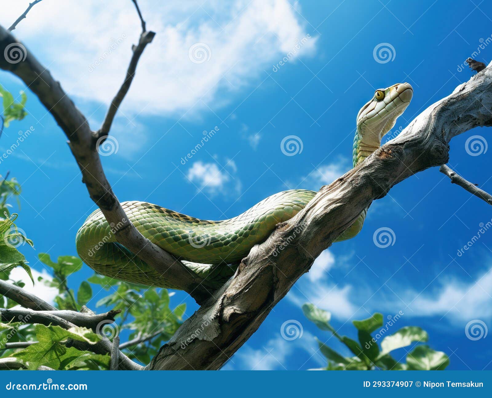 Green Stretched Slime. Chewing Gum.Sticky Mucus. White Isolated ...