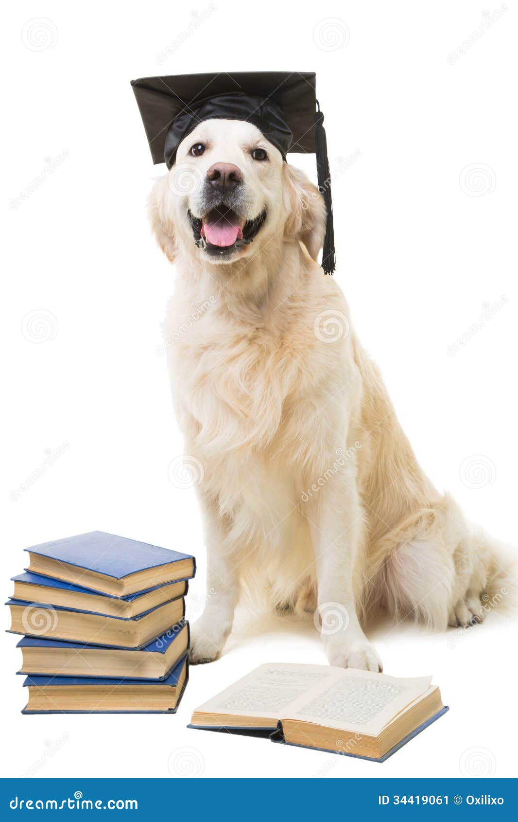 Slim Labrador Retriever Isolsted Wit Stock Afbeelding - Image of boek ...