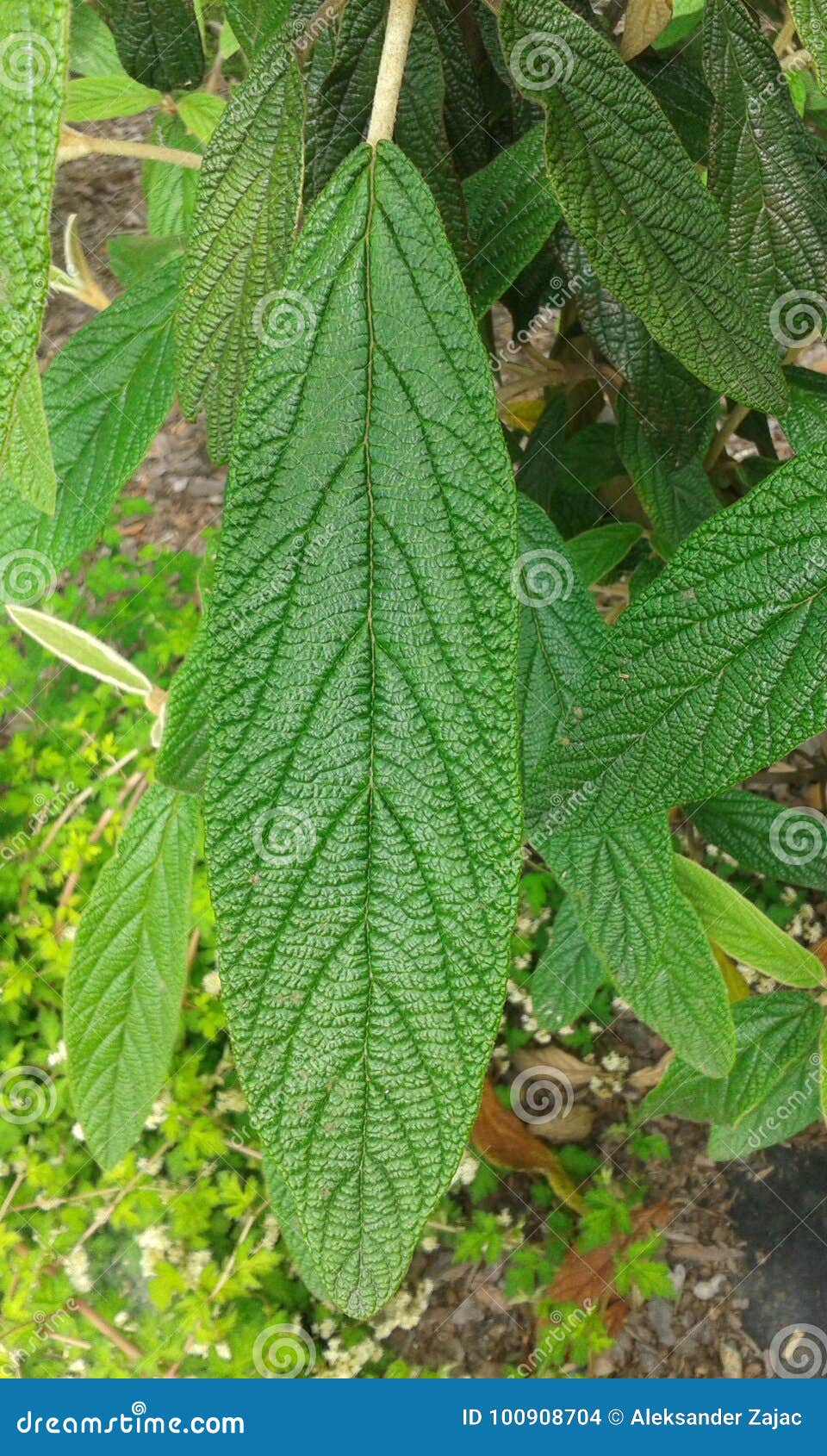 Slim leaf texture stock photo. Image of planet, plant - 100908704