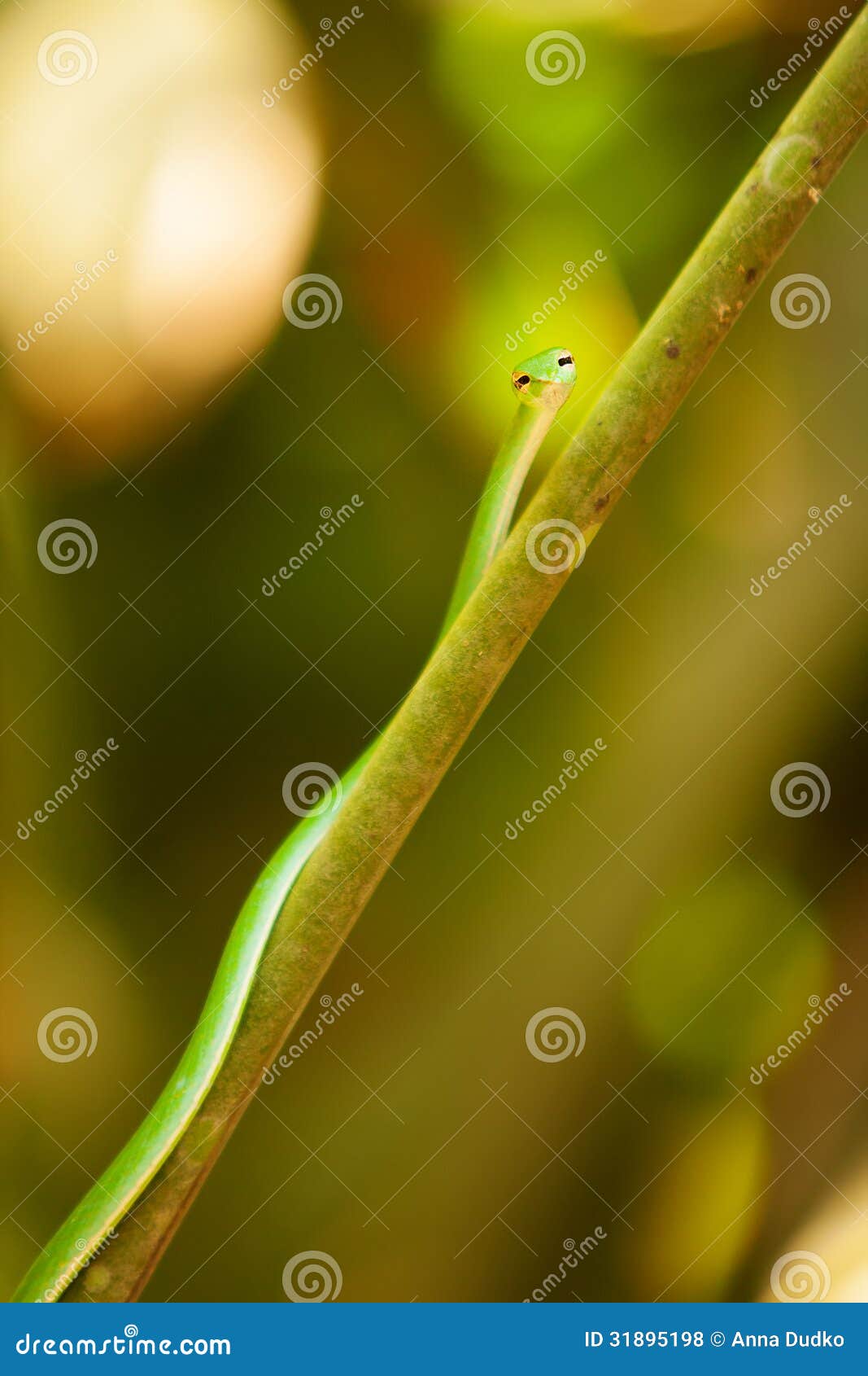 Slim snake stock photo. Image of black, branch, hunter - 31895198