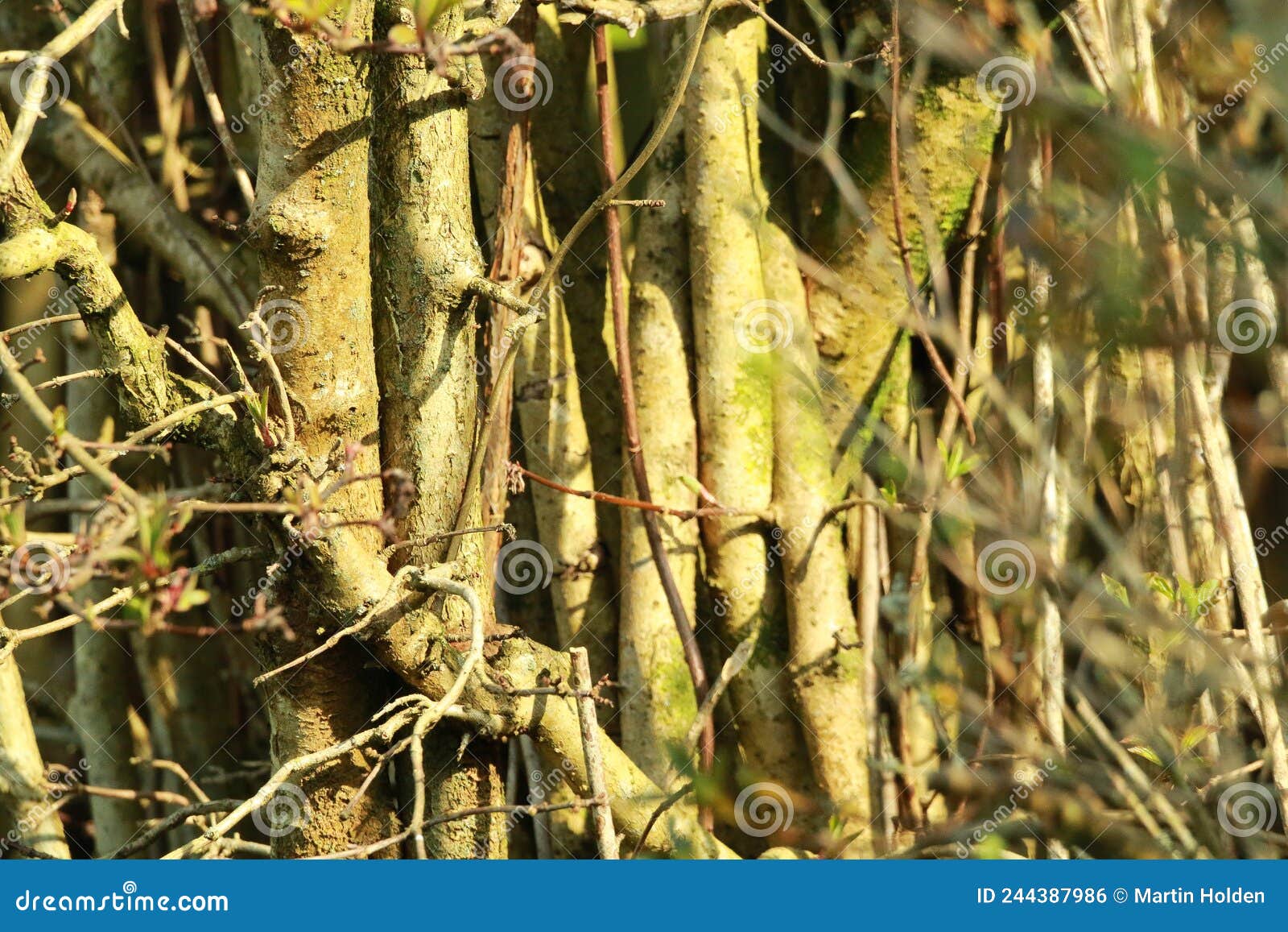 Slim Tree Trunks and Branches Stock Photo - Image of tree, outdoors ...