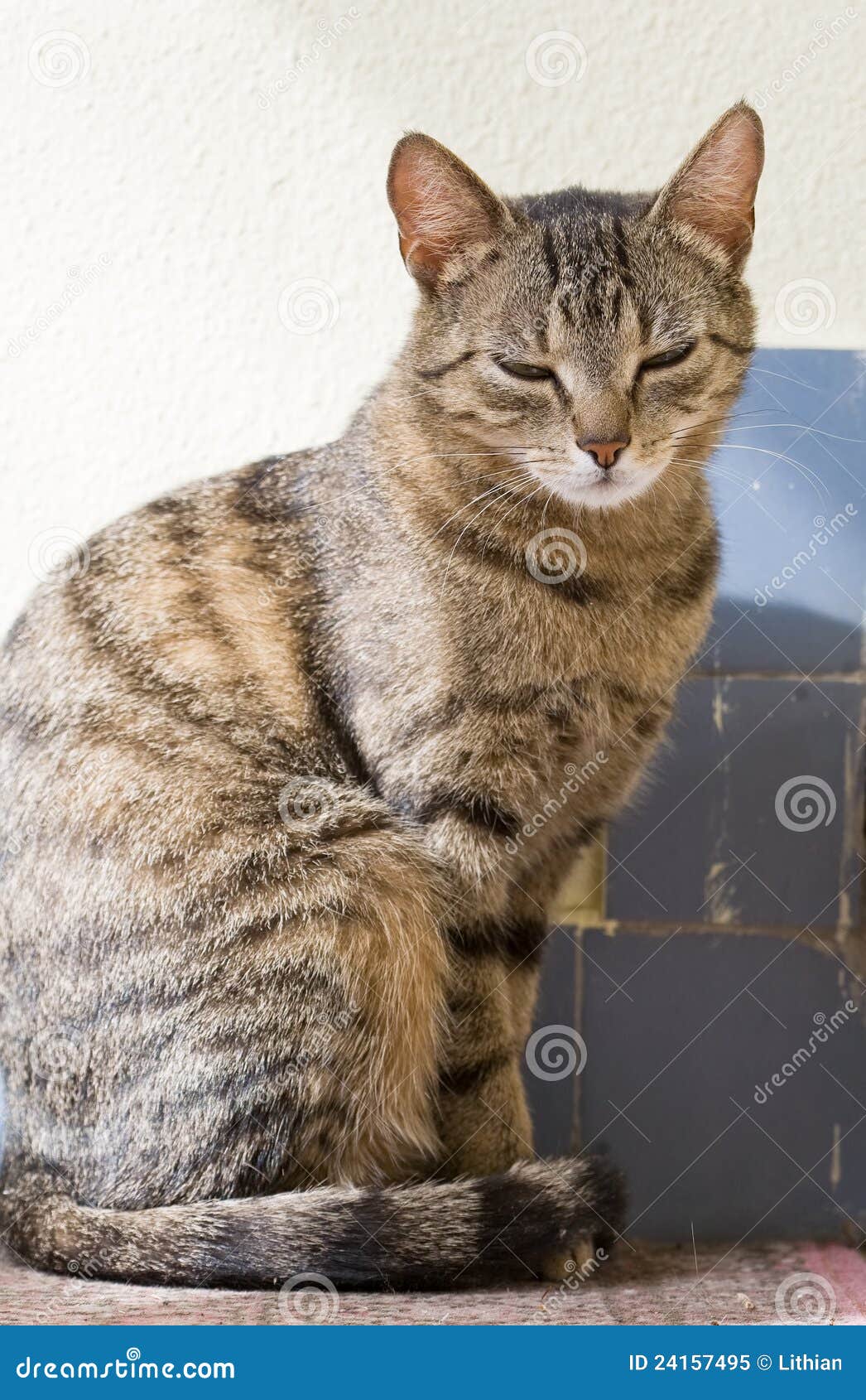 Slim Young Tabby Female Housecat. Stock Image - Image of camera ...