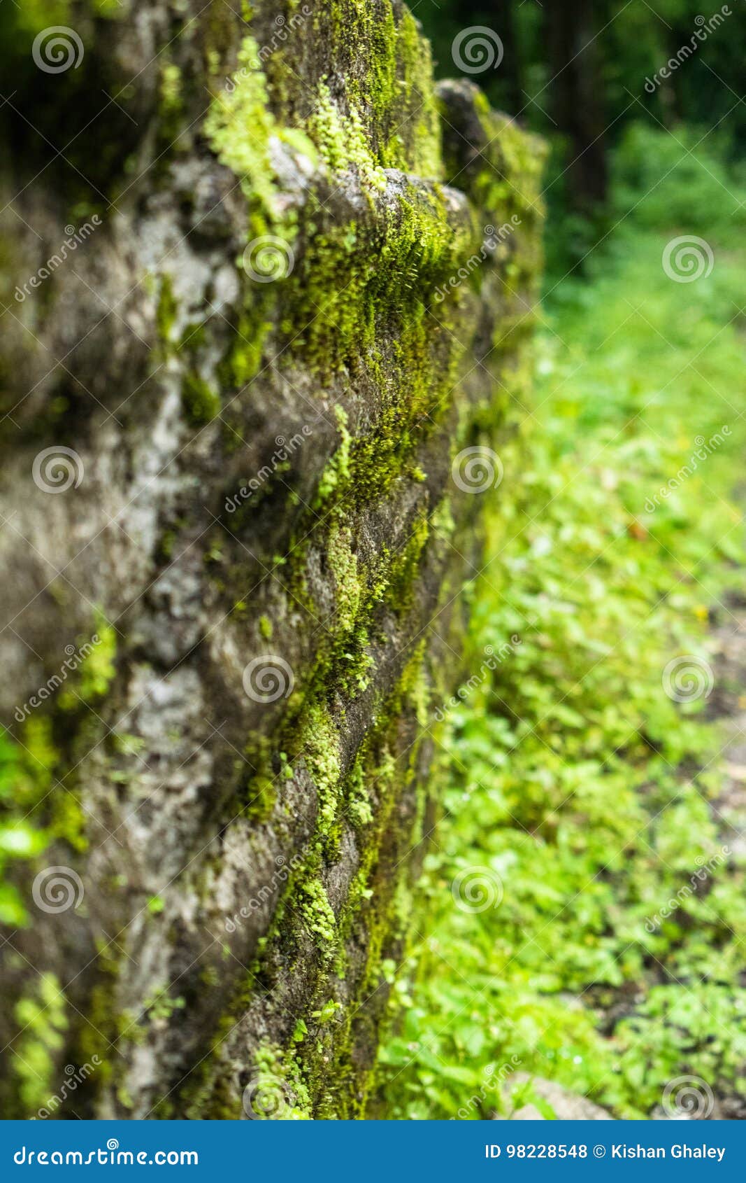 Algae On A Wall In A Rainy Season Pune Maharashtra India. Royalty-Free ...
