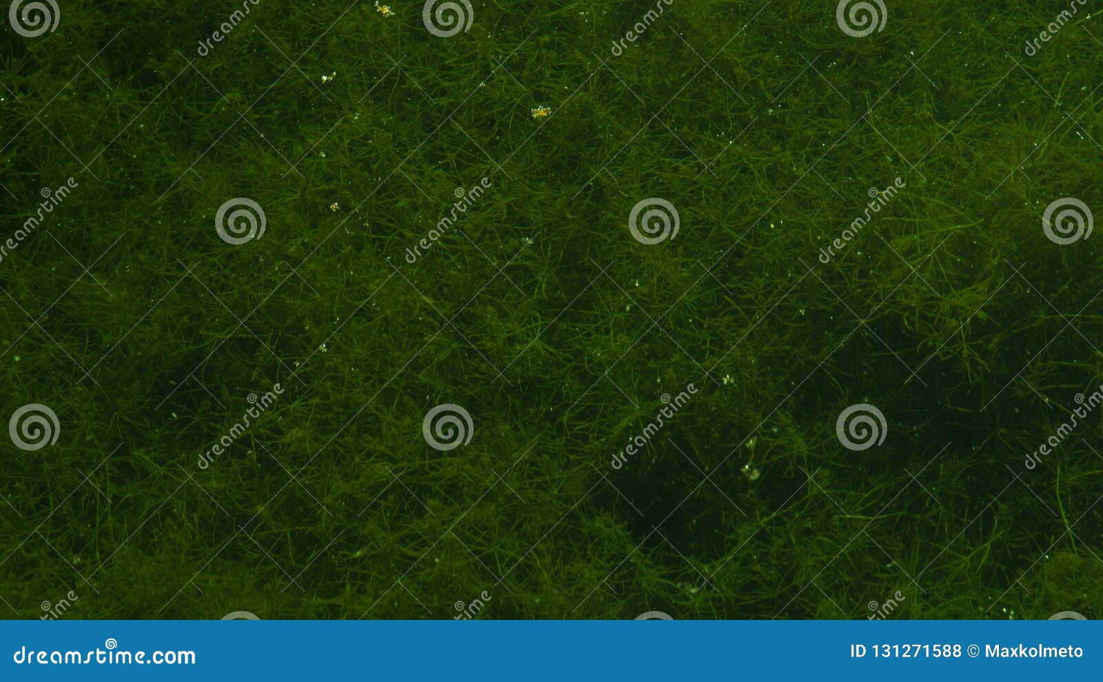 Slime and Algae in the Water Texture Background Stock Photo - Image of ...