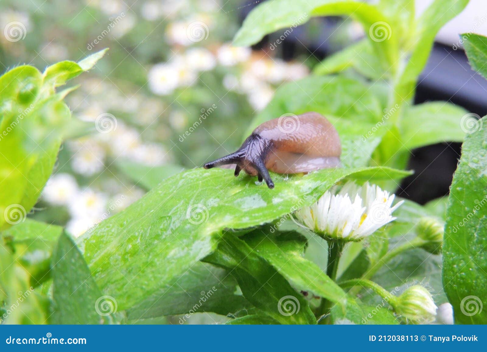 Slime on the grass stock image. Image of outdoor, green - 212038113