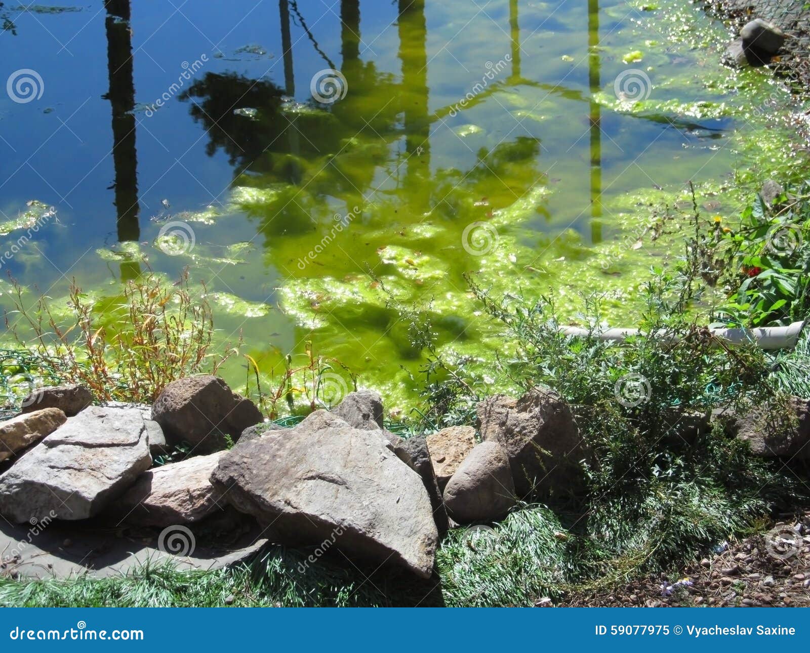 Slime stock image. Image of dreg, weir, mucus, laguna - 59077975