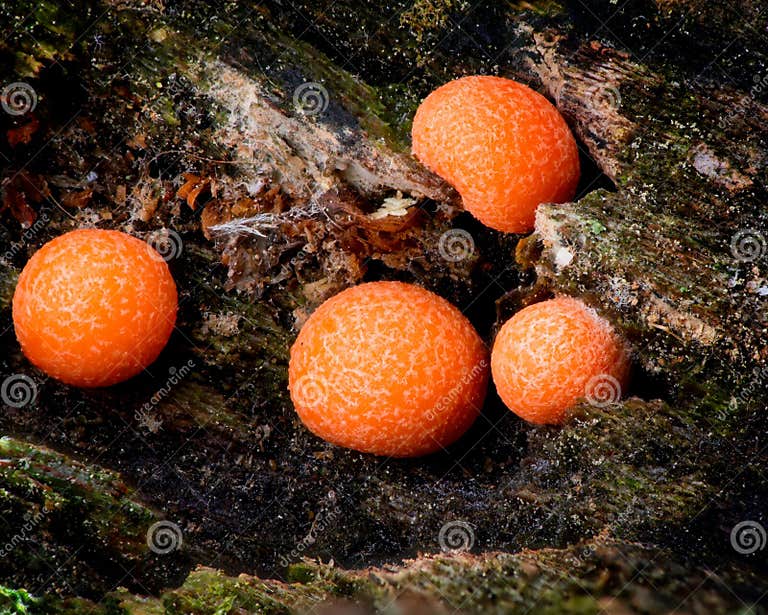 Slime Mold Growing on a Fallen Tree Stock Image - Image of microscopic ...