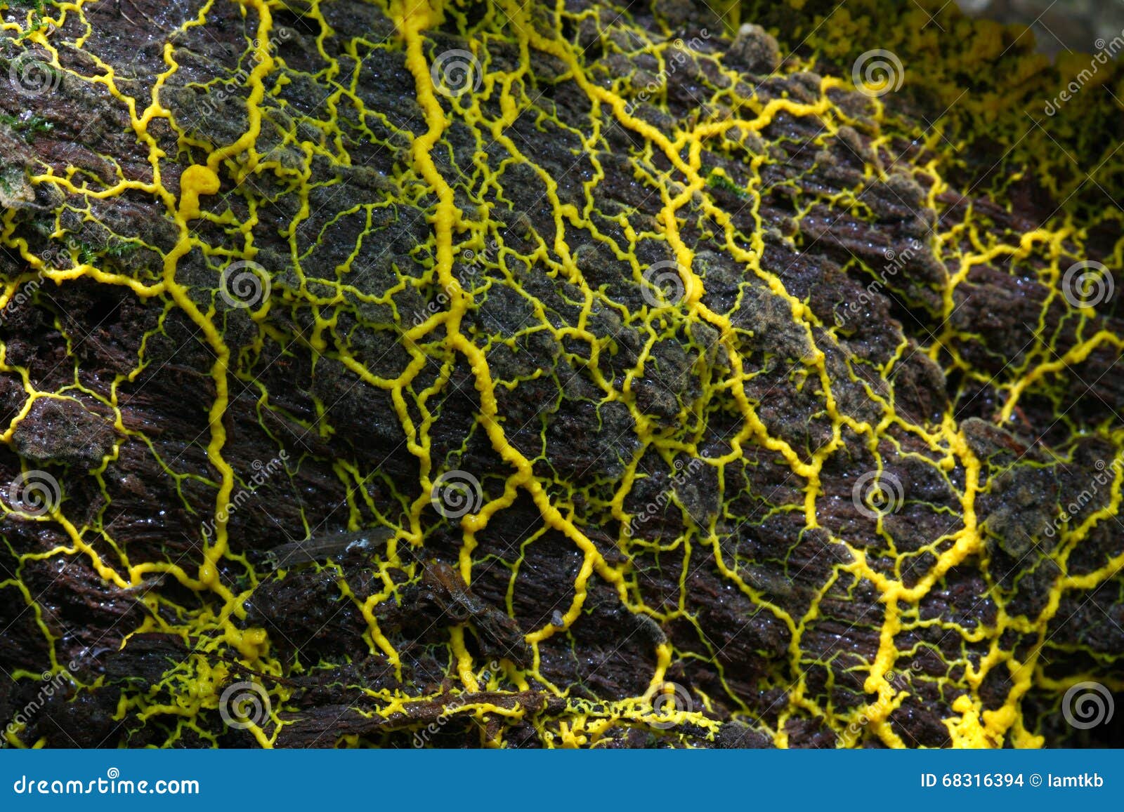 Protista Slime Mold Stock Photos - Free & Royalty-Free Stock Photos ...