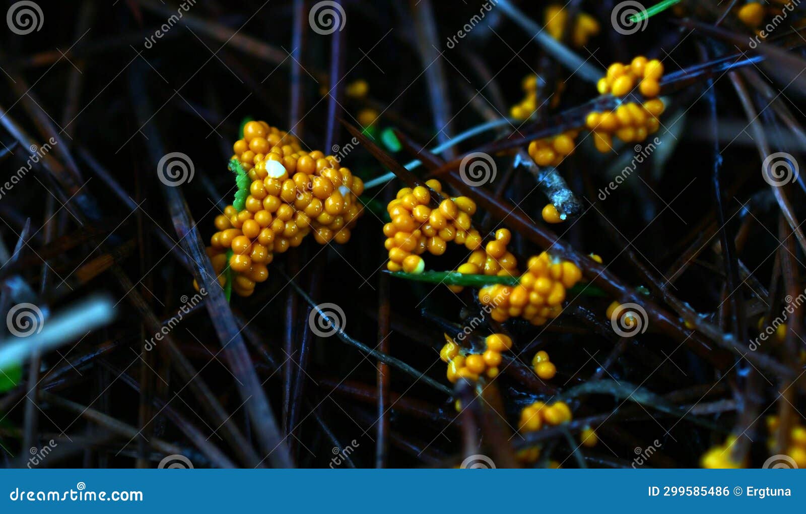 Slime Mold, Polyphyletic Assemblage of Unrelated Eukaryotic Organisms ...