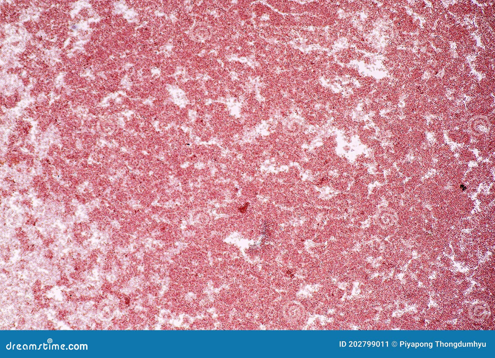 Slime Molds, As a Group, are Polyphyletic. Stock Image - Image of mold ...