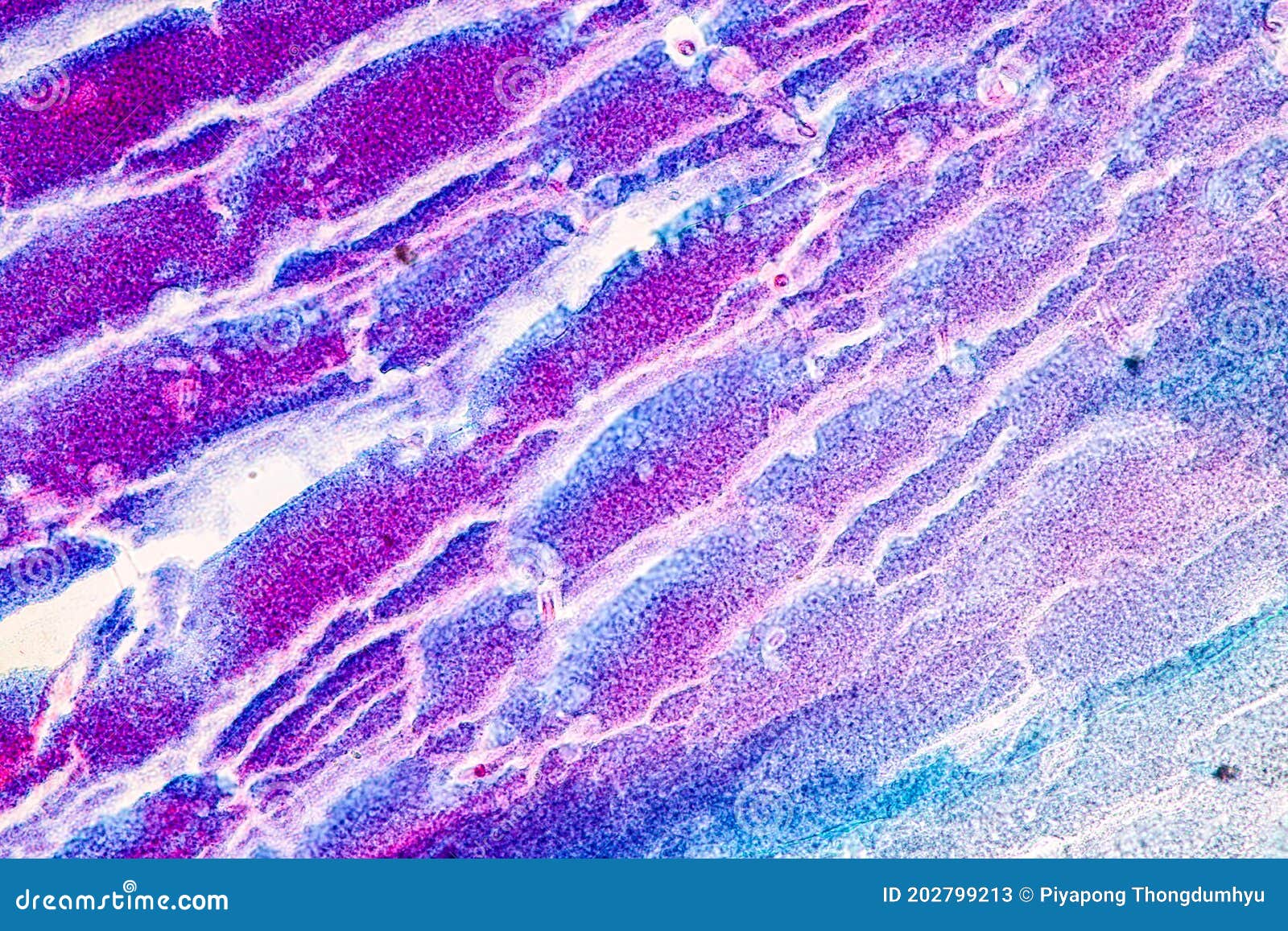 Slime Molds, As a Group, are Polyphyletic. Stock Image - Image of cells ...