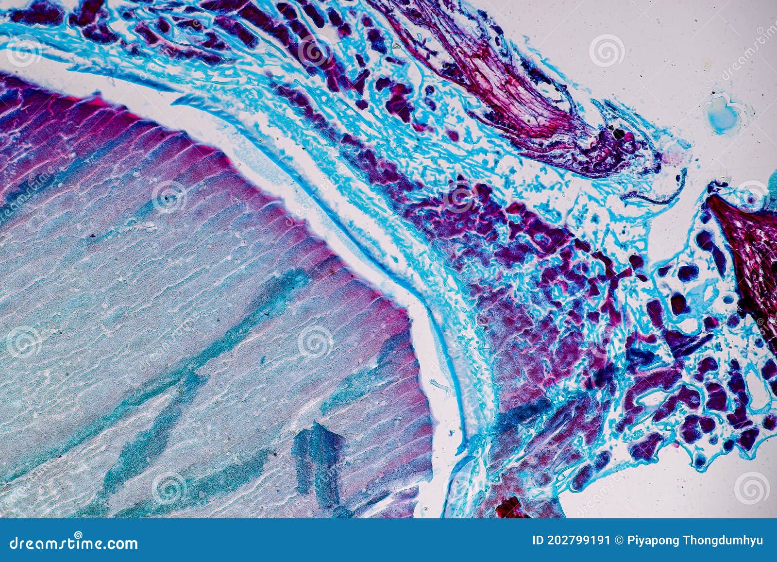 Slime Molds, As a Group, are Polyphyletic. Stock Image - Image of floor ...