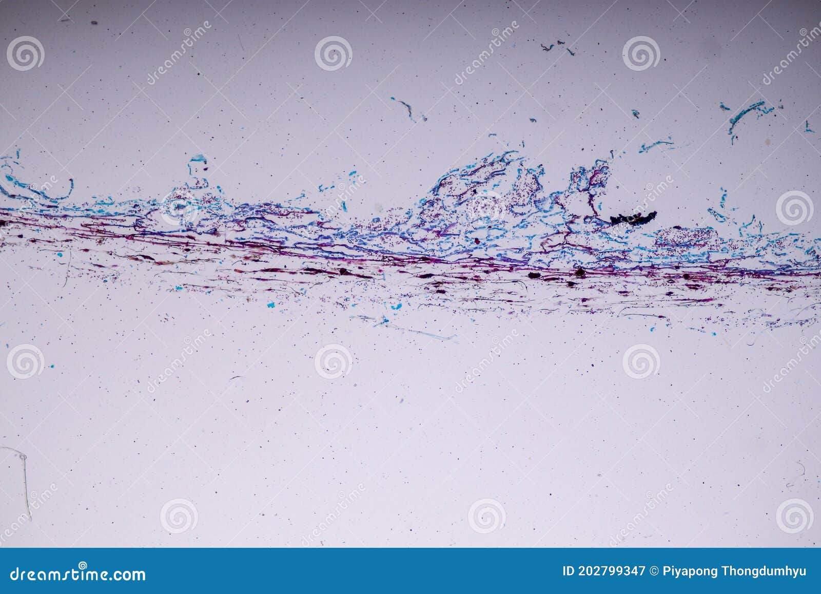 Slime Molds, As a Group, are Polyphyletic. Stock Image - Image of ...