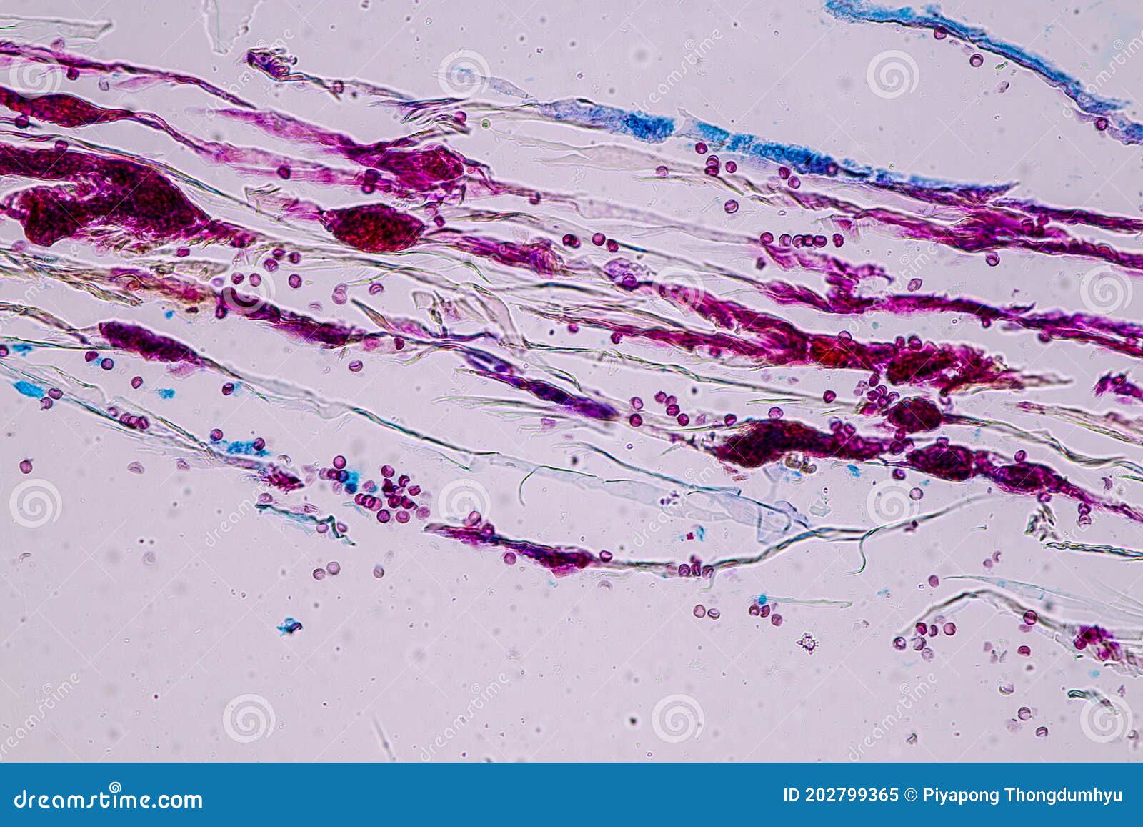 Slime Molds, As a Group, are Polyphyletic. Stock Image - Image of floor ...