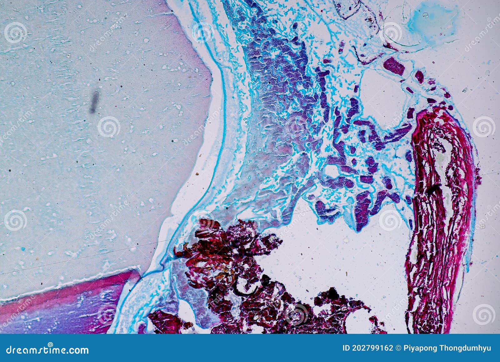 Slime Molds, As a Group, are Polyphyletic. Stock Photo - Image of ...