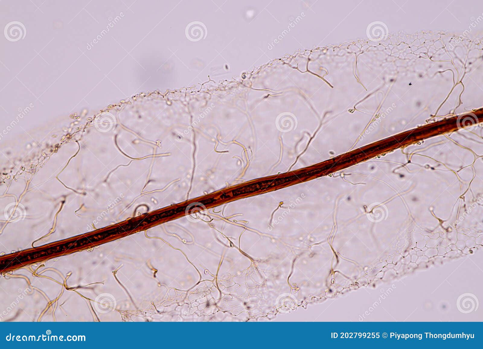 Slime Molds, As a Group, are Polyphyletic. Stock Image - Image of cells ...