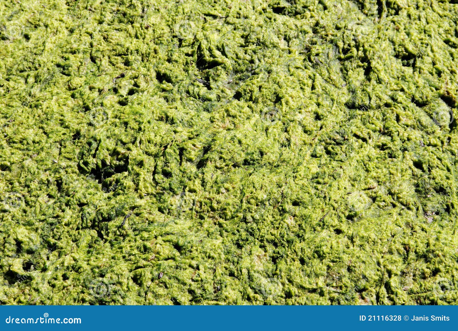 Slime verde. foto de stock. Imagem de lagoa, fundo, ambiente - 21116328