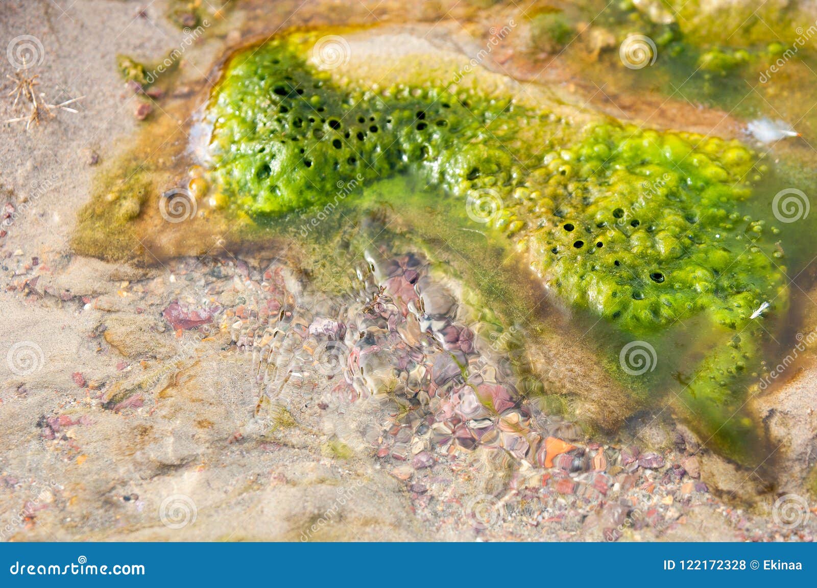 Slime water stock photo. Image of algae, liquid, organism - 122172328