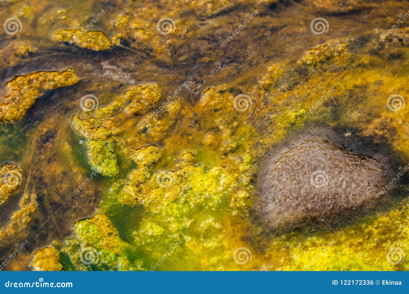 Slime water stock photo. Image of detail, lake, green - 122172336