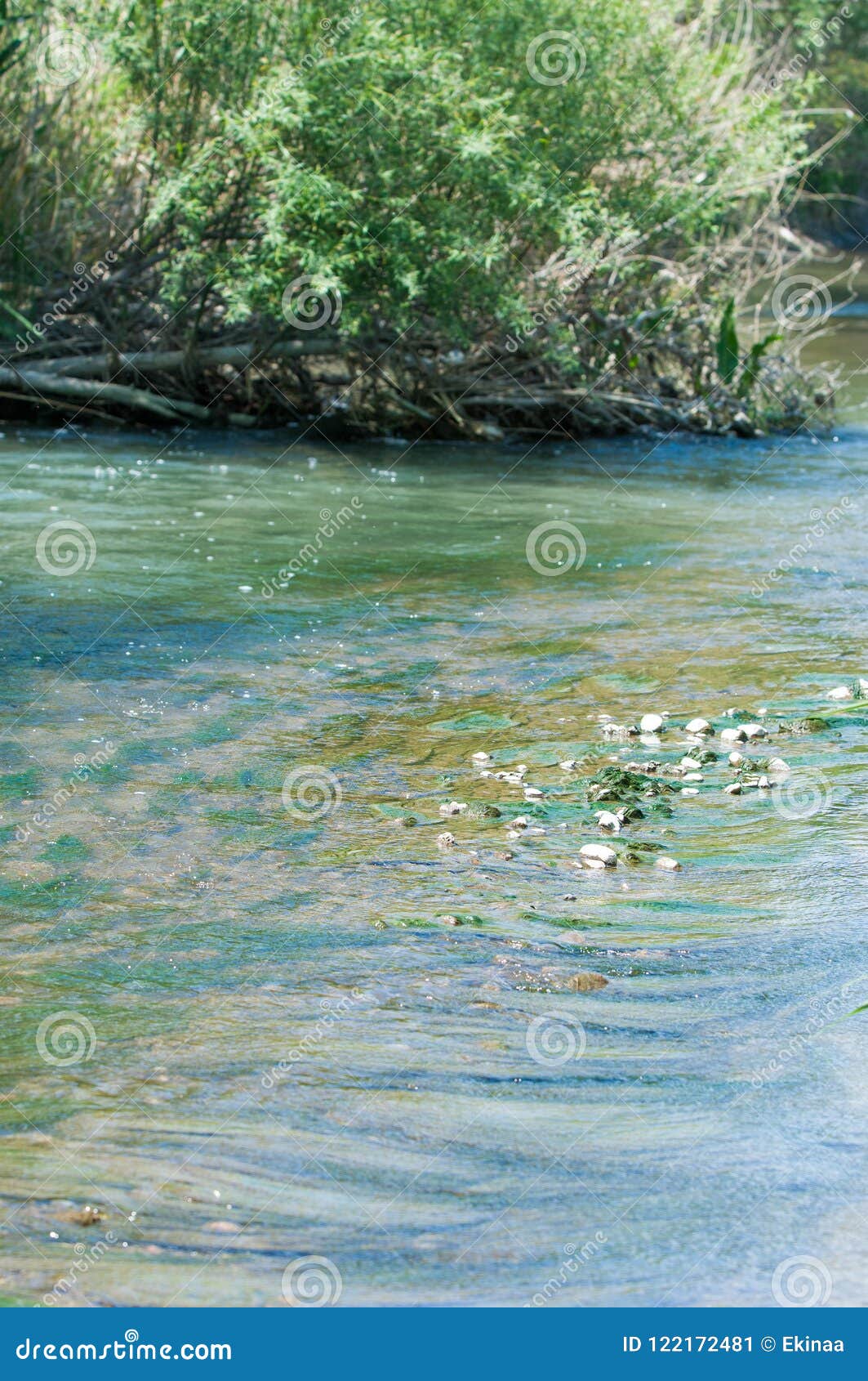Slime water stock image. Image of river, seaweed, lake - 122172481