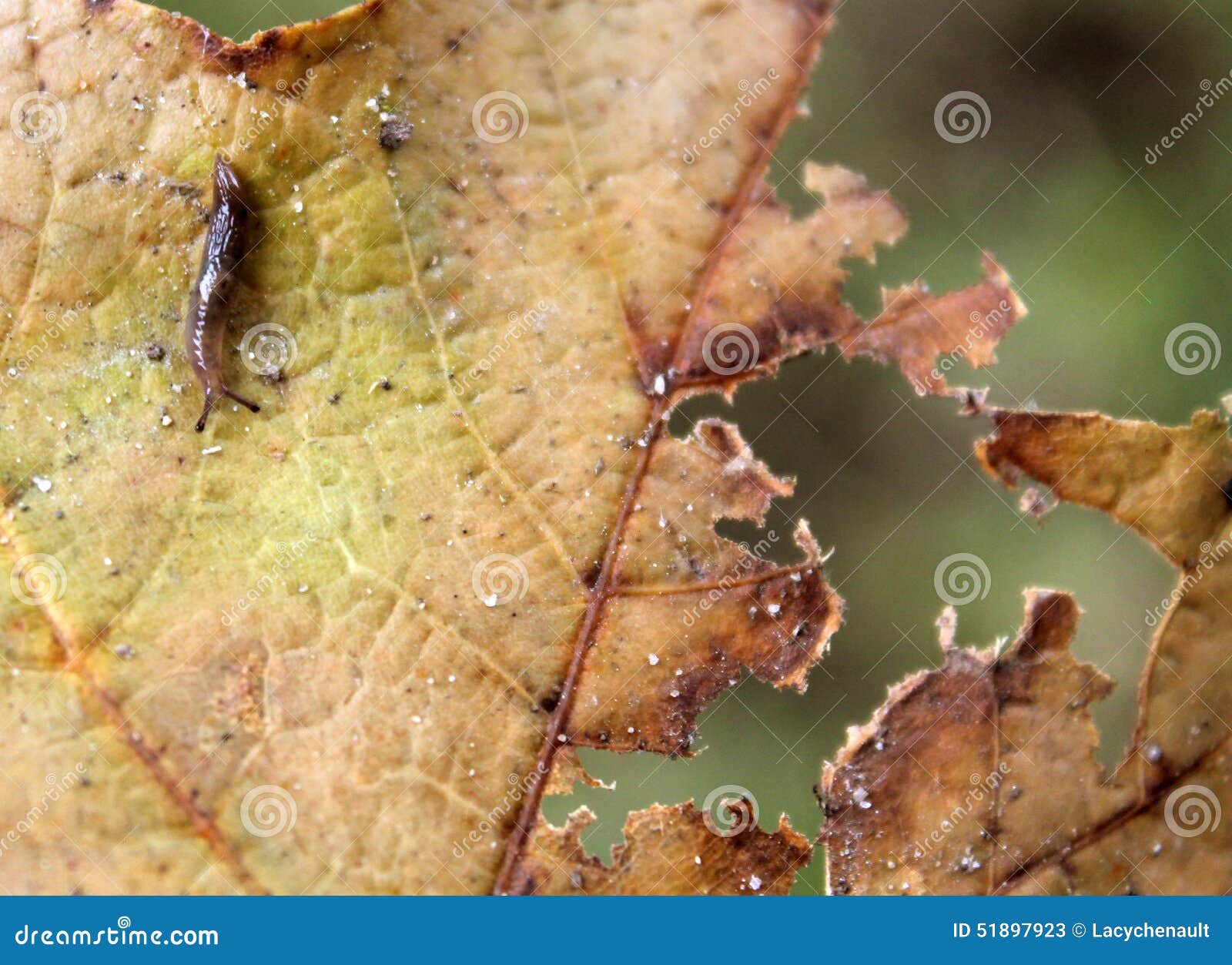 Slimey slug on leaf stock image. Image of little, leaves - 51897923