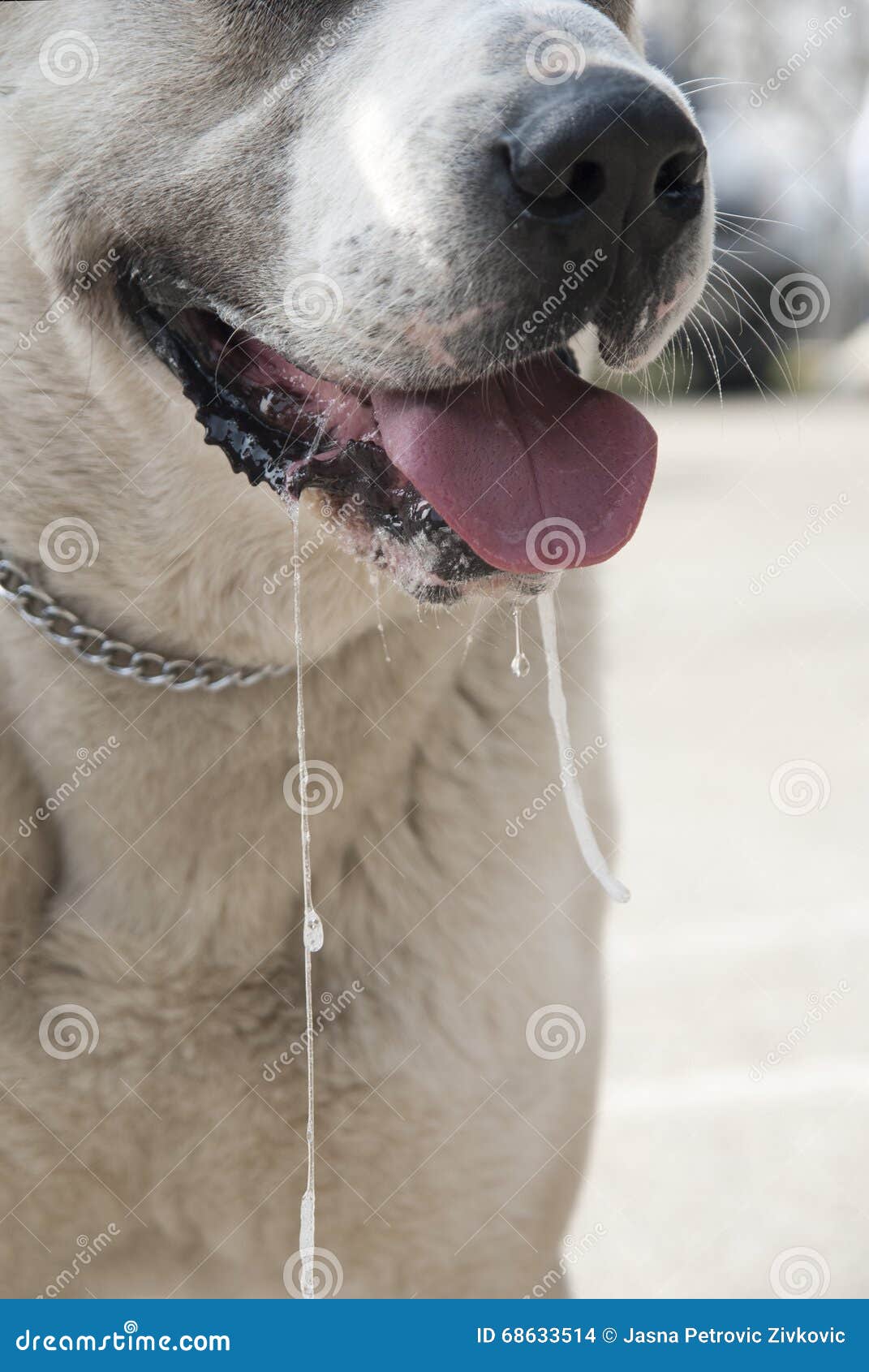 Slimy dog stock photo. Image of summer, chestnut, slimy - 68633514