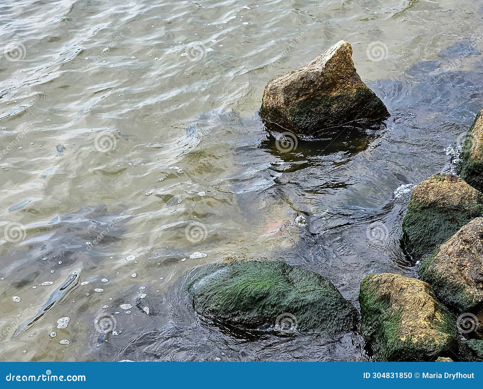 Slimy Moss on Beach Rocks stock photo. Image of nature - 304831850