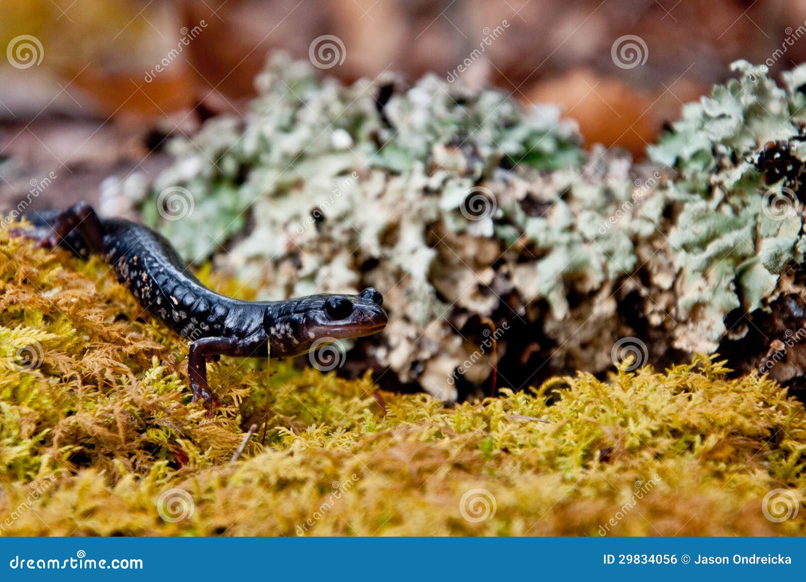 Slimy Salamander stock photo. Image of animal, beautiful - 29834056