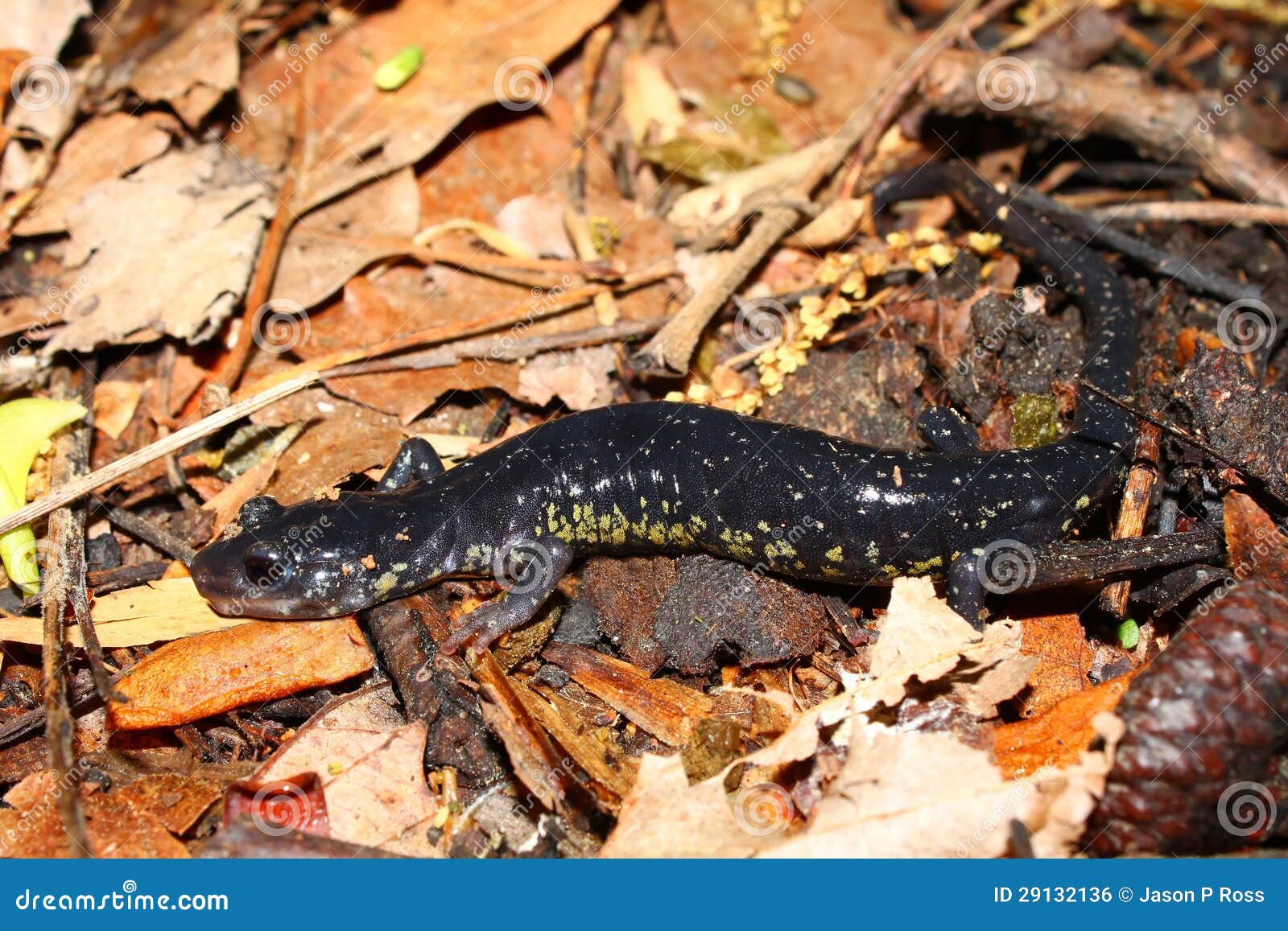 Slimy Salamander (Plethodon Glutinosus) Stock Photo - Image of ...